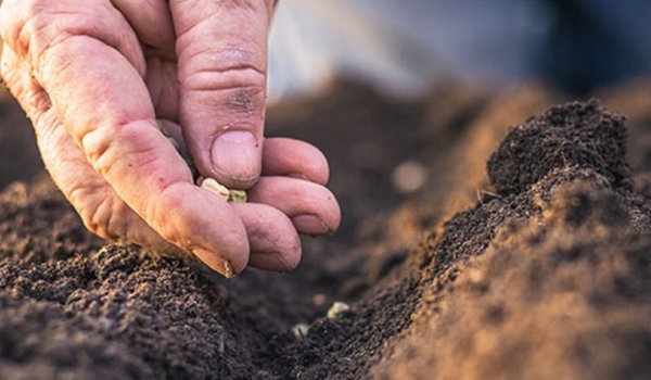 The History of Beans: From Ancient Civilizations to Modern Diets ...