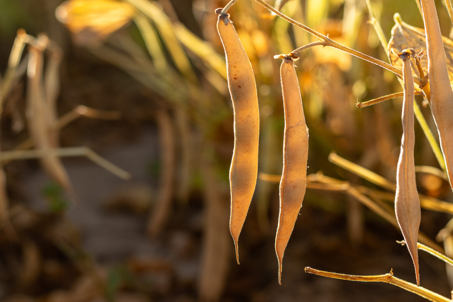The History of Beans: From Ancient Civilizations to Modern Diets ...