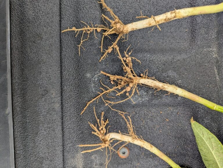 Root Nodules and Nitrogen Fixation: A Field-Level Look at the Power of ...